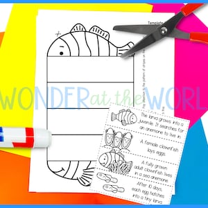 Life Cycle of a Clownfish Foldable Kids' Craft | A4 and 11x8.5 Inch ...