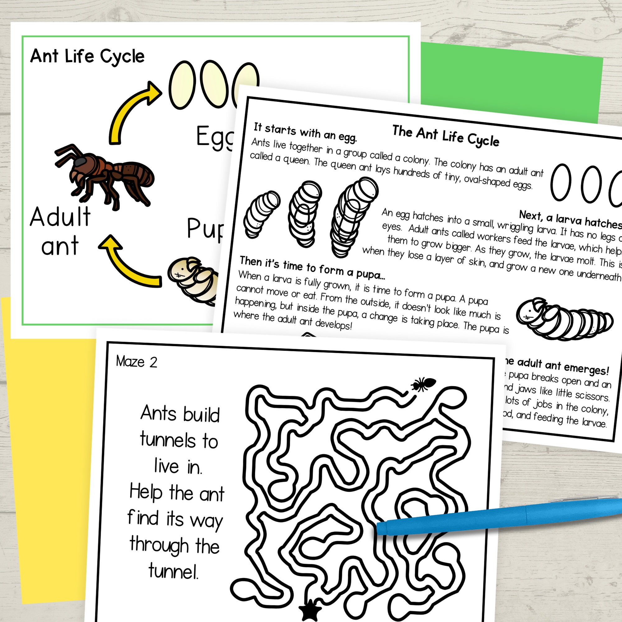 Life Cycle of an Ant Foldable Cut and Paste Science Activity and ...