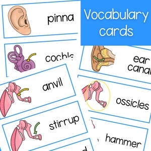 How the Human Ear Works Parts of the Ear Foldable Sequencing Activity ...