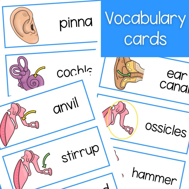 How the Human Ear Works Parts of the Ear Foldable Sequencing Activity ...