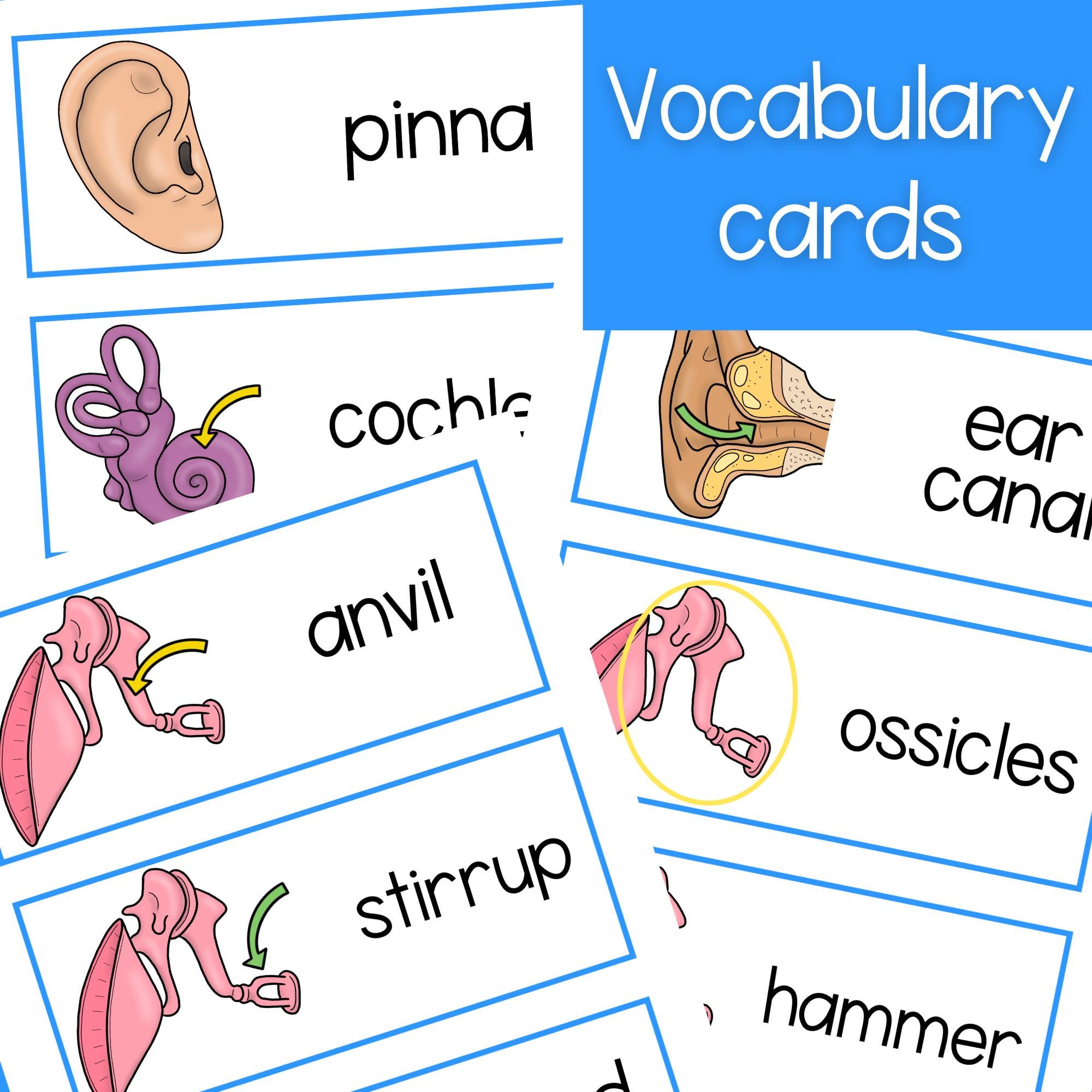 How the Human Ear Works Parts of the Ear Foldable Sequencing Activity ...