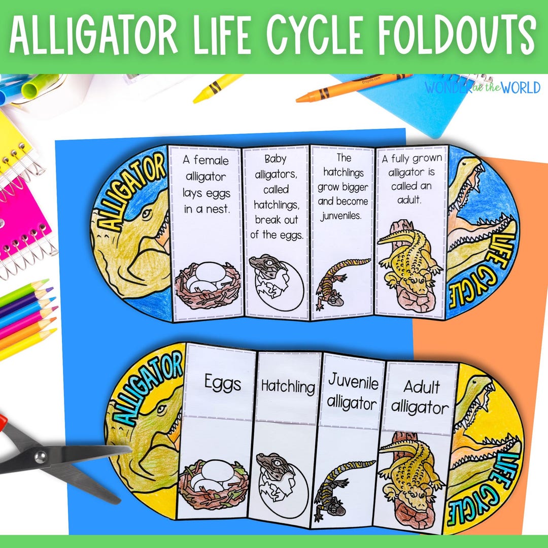 Life Cycle of an Alligator Foldable Sequencing Activity Printable PDF ...