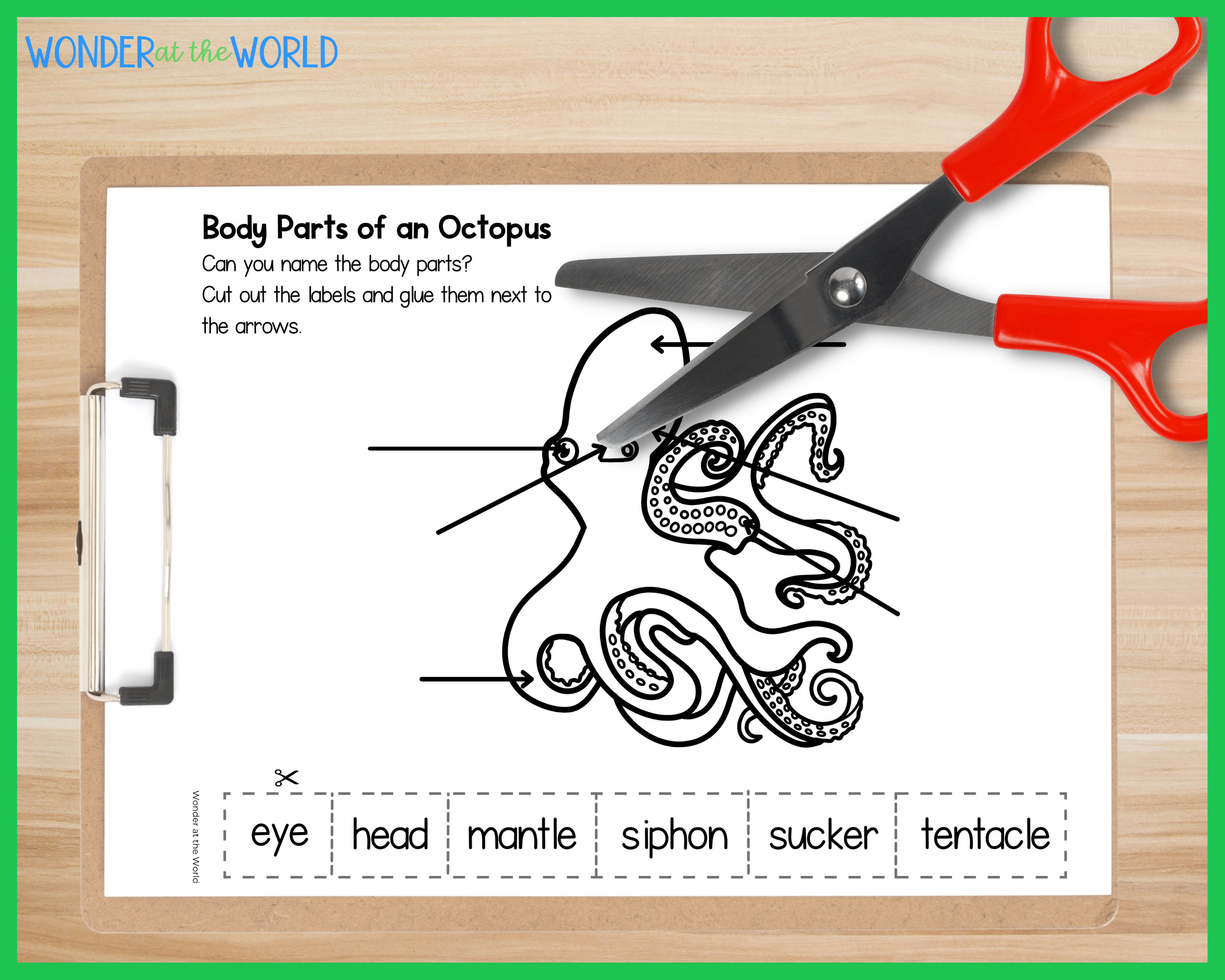 Life Cycle of an Octopus Foldable Kids' Craft A4 and - Etsy UK