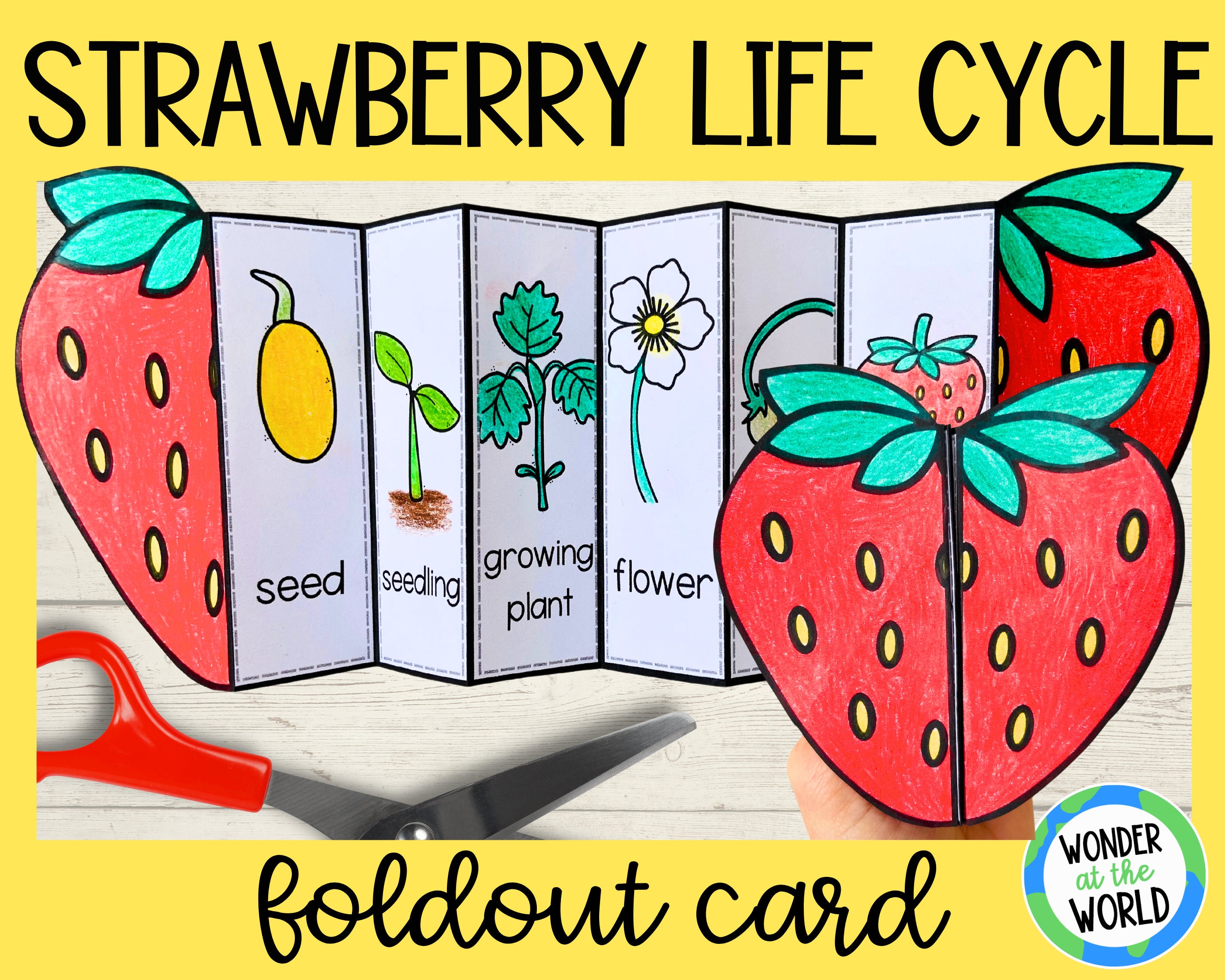 Strawberry Life Cycle