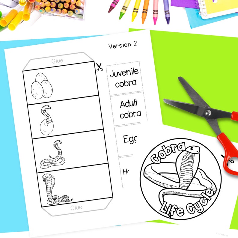 Life Cycle of a Cobra Snake Foldable Sequencing Activity PDF Digital ...