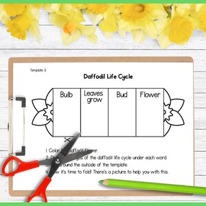 Life Cycle of a Daffodil Flower Foldable Kids' Craft | A4 and 11x8.5 ...