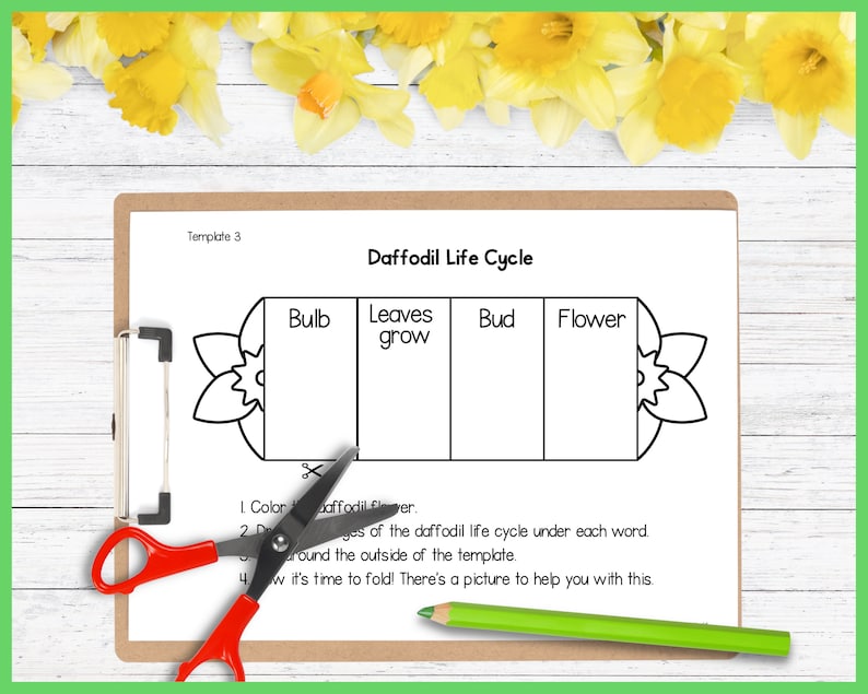 Life Cycle of a Daffodil Flower Foldable Kids' Craft | A4 and 11x8.5 ...