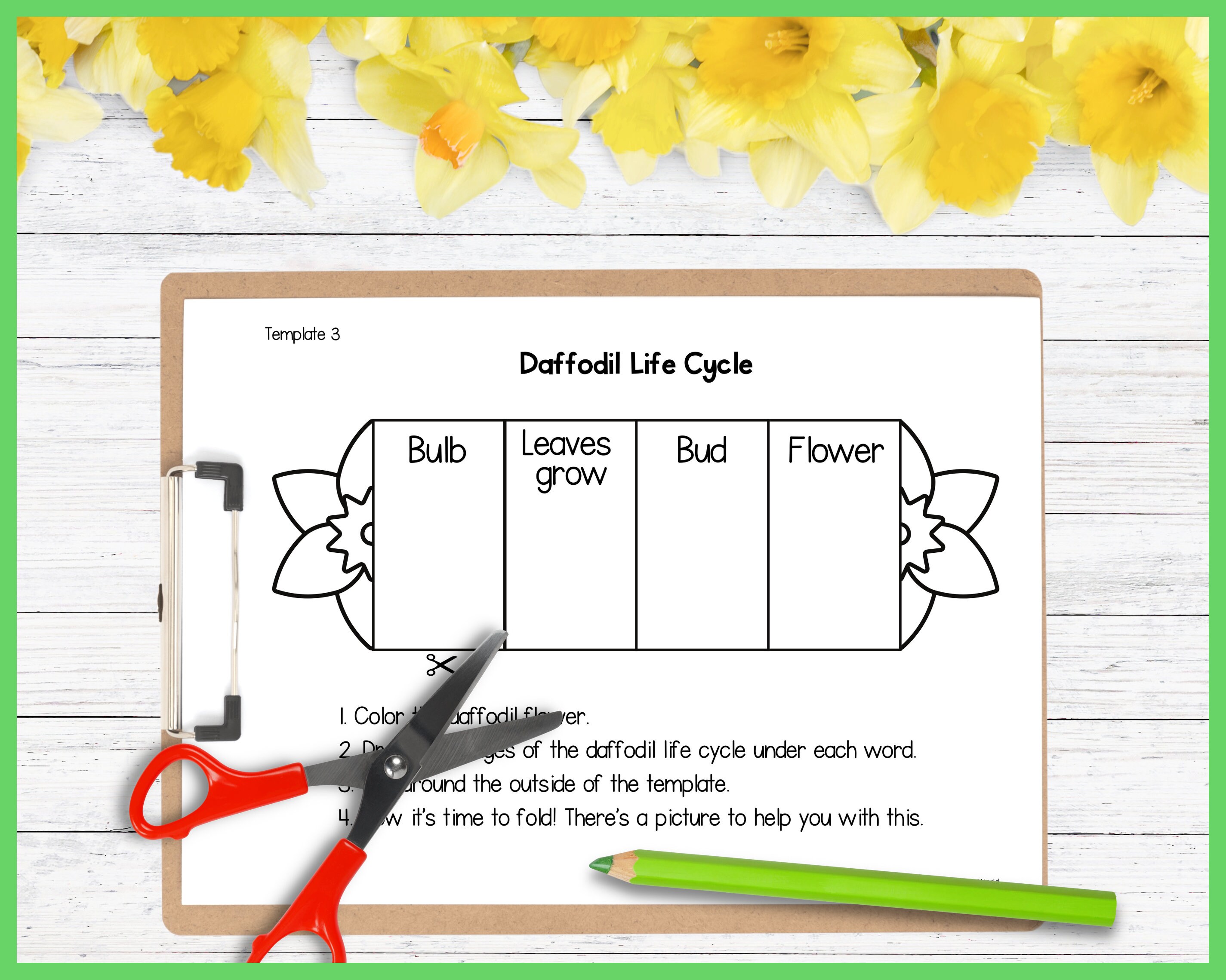 Life Cycle of a Daffodil Flower Foldable Kids' Craft | A4 and 11x8.5 ...
