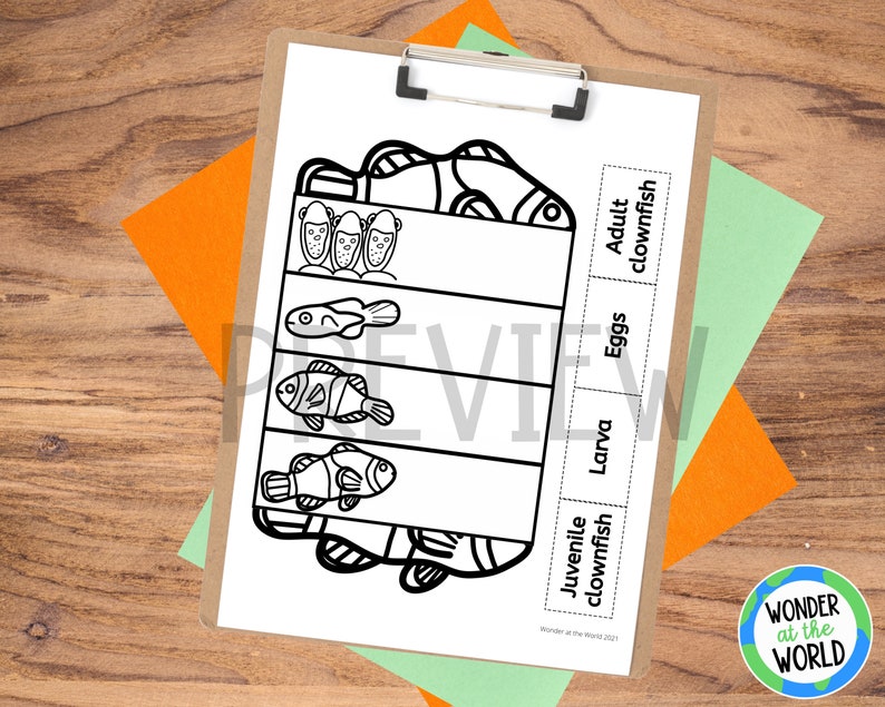 Life Cycle of a Clownfish Foldable Kids' Craft A4 and - Etsy