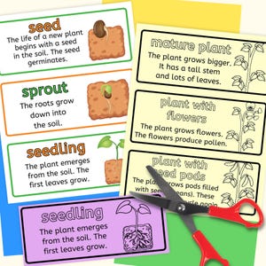 Plants Life Cycles Sequence and Fold Science Activities for Apple ...