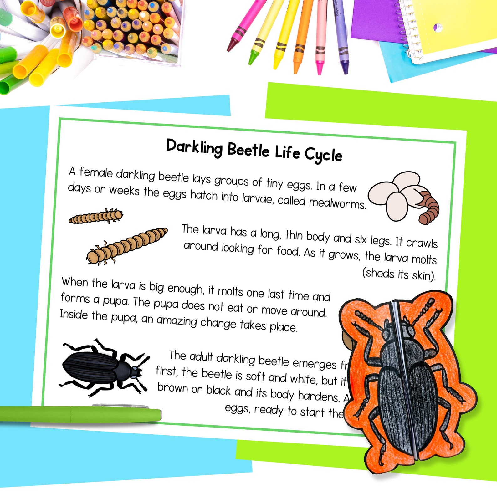Life Cycle of a Darkling Beetle Mealworm Insect Cut & Paste Sequencing ...