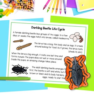 Life Cycle of a Darkling Beetle Mealworm Insect Cut & Paste Sequencing ...