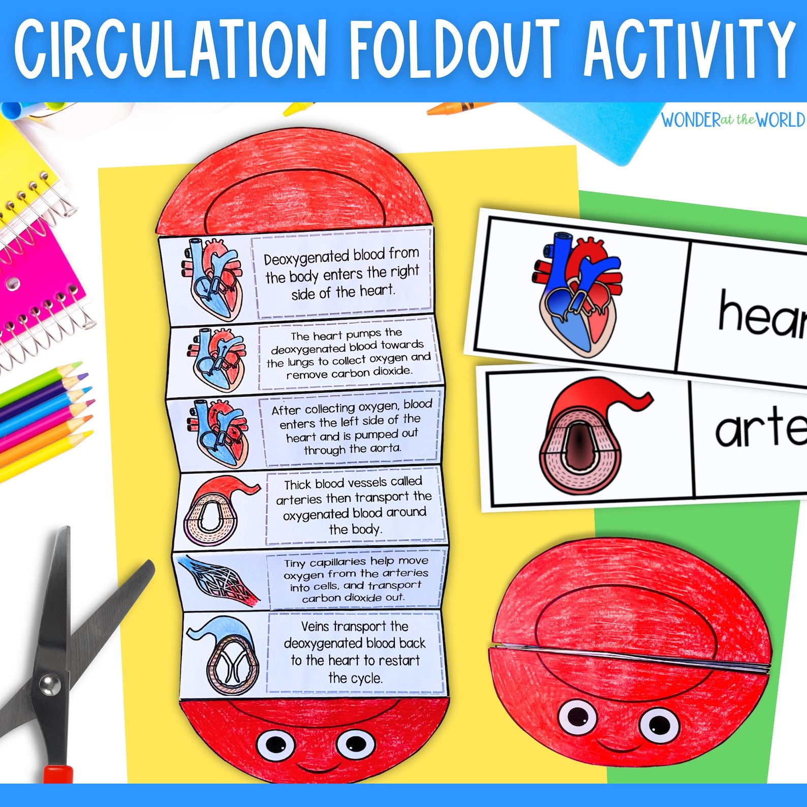 The Circulatory System Printable Foldouts and Worksheet Activity for ...