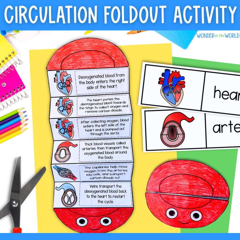 Heart Lesson for Kids - Etsy