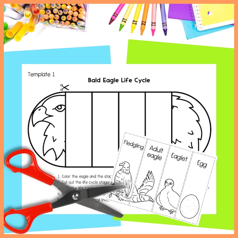 The Life Cycle of a Bald Eagle Foldable Sequencing Activity and Body ...