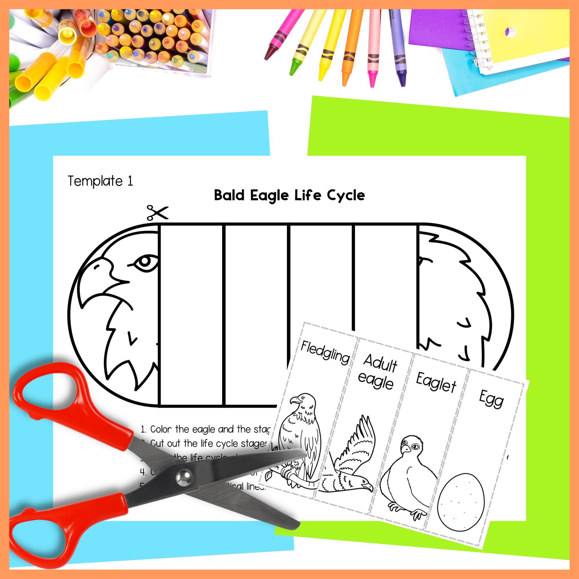 The Life Cycle of a Bald Eagle Foldable Sequencing Activity and Body ...