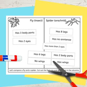 Life Cycle of a Spider Sequencing Science Crafts and Worksheets for ...