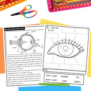The Parts of the Human Eye and How We See Foldable Activities for ...