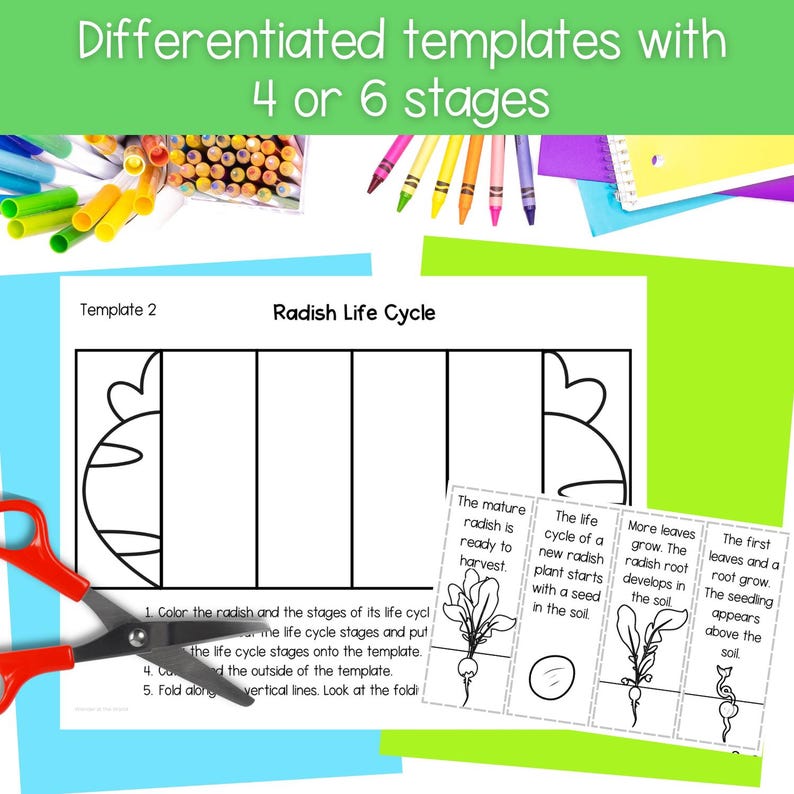 Life Cycle of a Radish Plant Sequencing Cut and Paste Foldable Activity ...