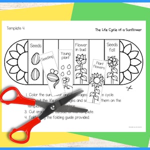 Life Cycle of a Sunflower Foldable Kids' Craft | A4 and 11x8.5 Inch ...