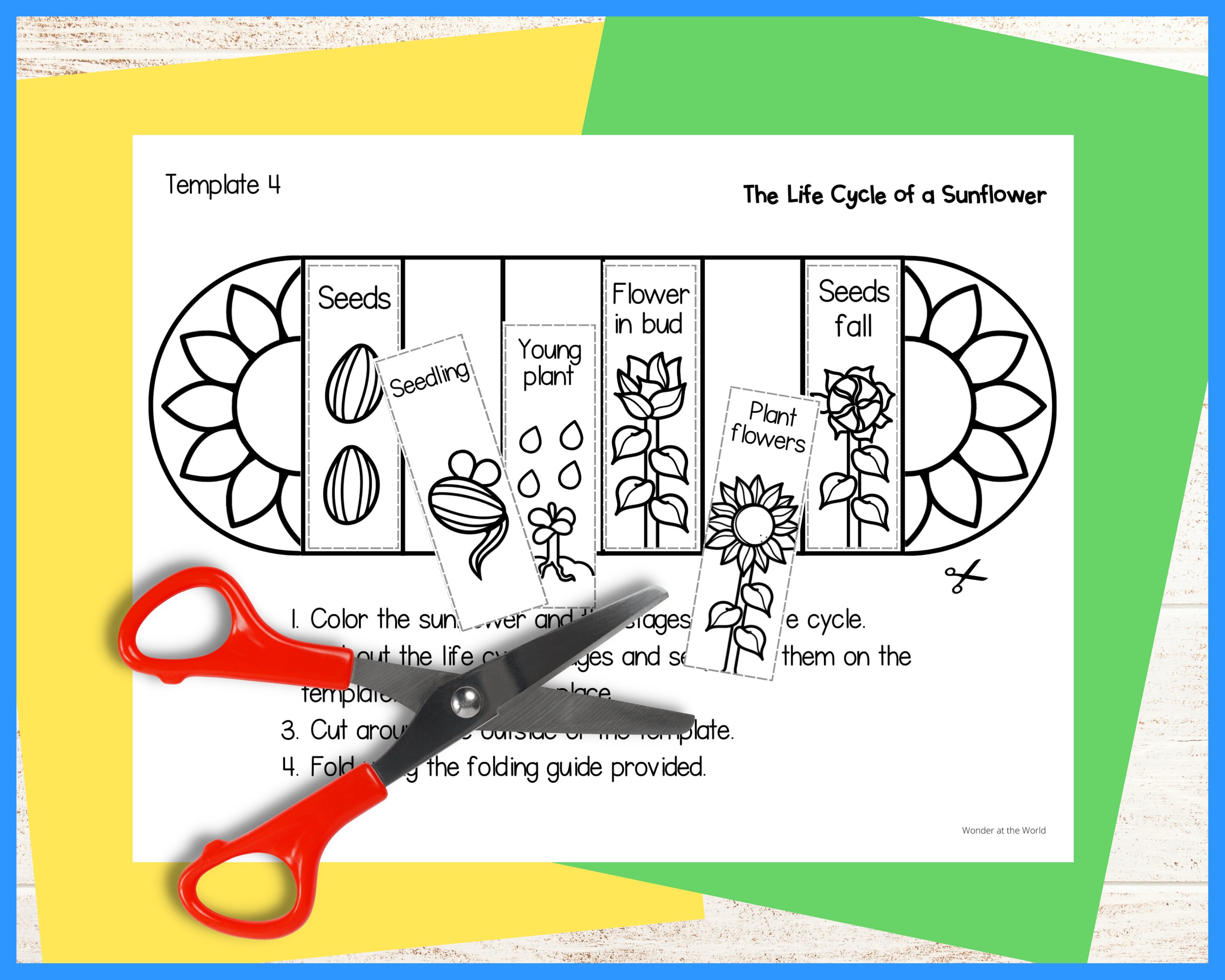 Ciclo de vida de una manualidad infantil plegable de girasol, A4 y 11 x ...