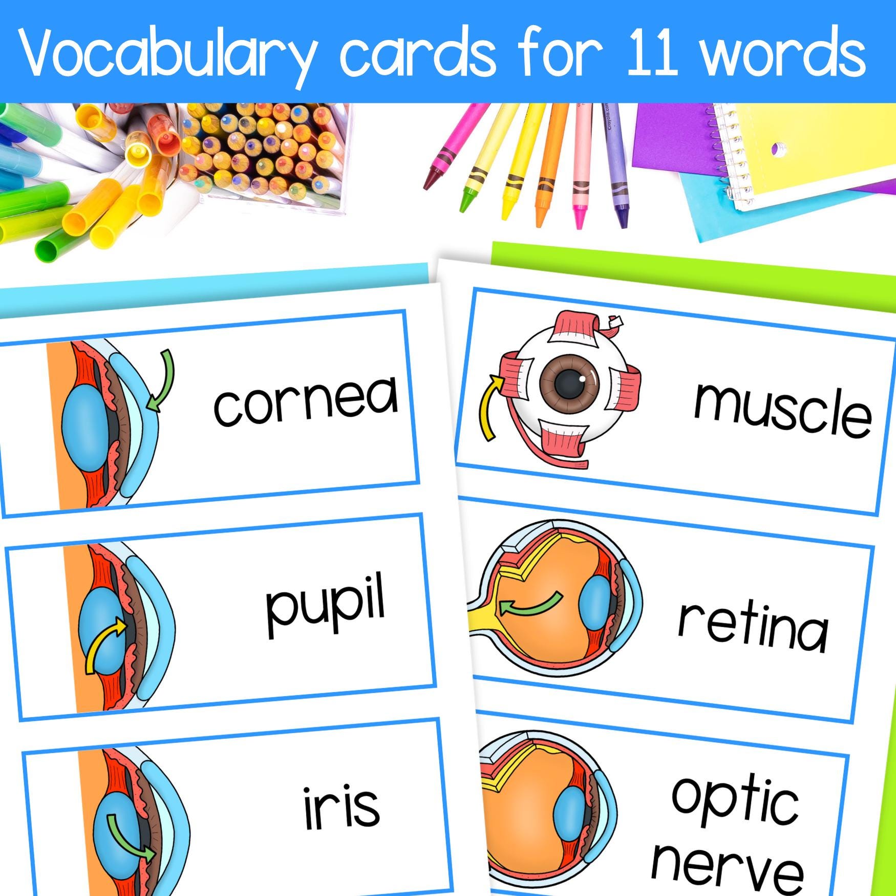 The Parts of the Human Eye and How We See Foldable Activities for ...