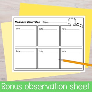 Life Cycle of a Darkling Beetle Mealworm Insect Cut & Paste Sequencing ...