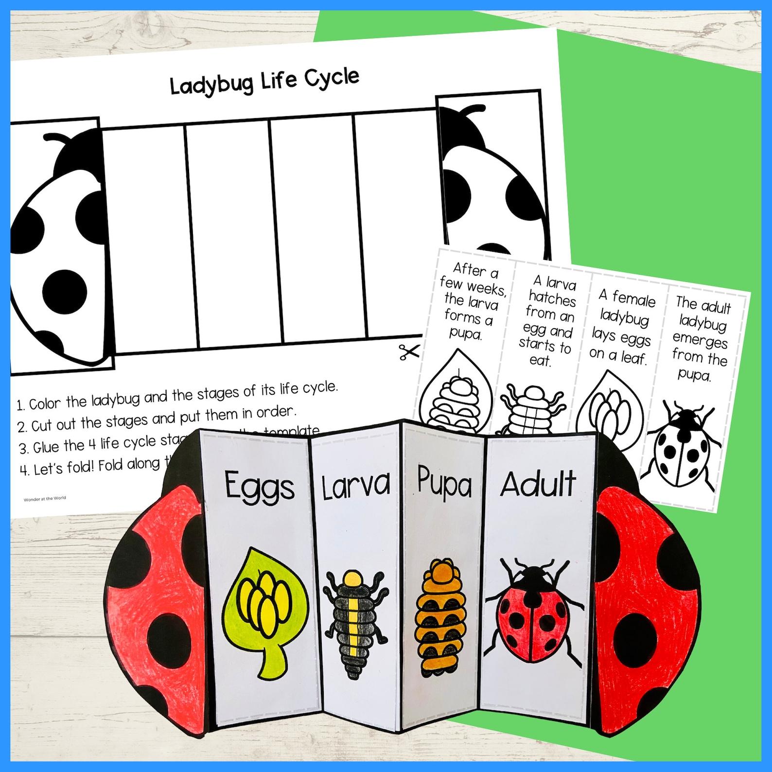 Insect Bugs Foldable Printable Lapbook Templates | Digital Download ...