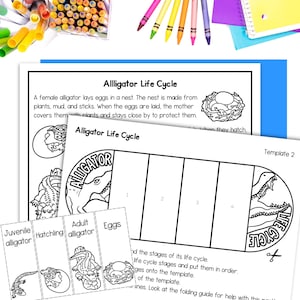 Life Cycle of an Alligator Foldable Sequencing Activity Printable PDF ...