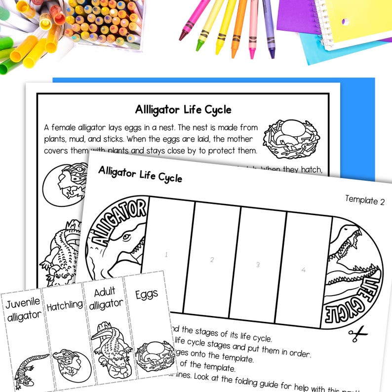 Life Cycle of an Alligator Foldable Sequencing Activity Printable PDF ...