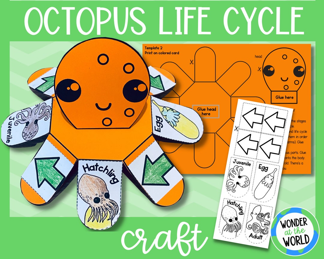 Life Cycle of an Octopus Foldable Kids' Craft | A4 and 11x8.5 Inch ...