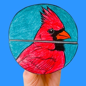 Life Cycle of a Northern Cardinal Bird Foldable Sequencing Activity for ...