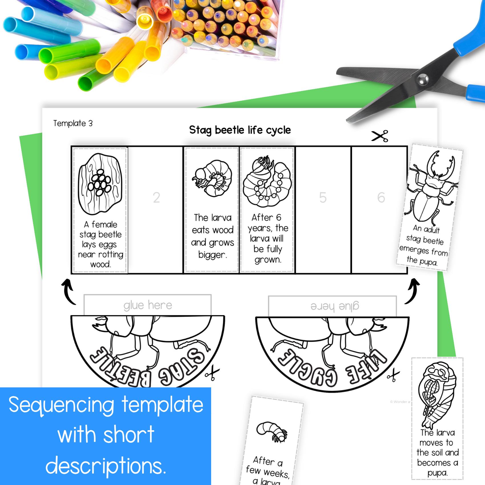 Life Cycle of a Stag Beetle Insect Foldable Sequencing Activity ...