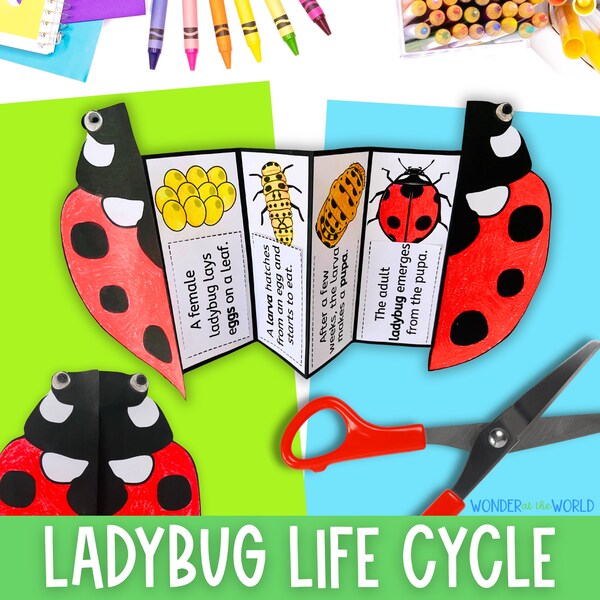 Life Cycle of a Ladybug - Etsy