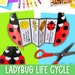 Life Cycle of a Ladybug Ladybird Foldable Kids' Craft A4 and 11x8.5 ...
