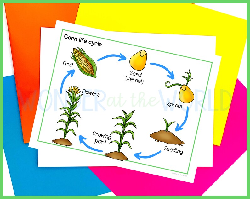 Life Cycle of a Corn Plant Foldable Activity for Kids A4 and - Etsy