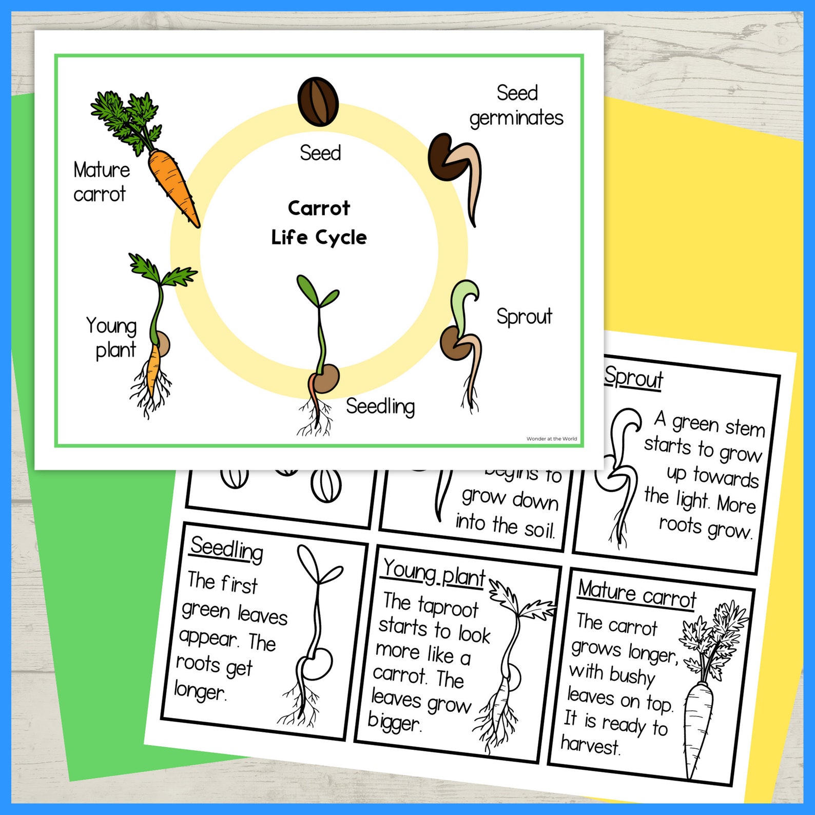 Life Cycle of a Carrot Plant Foldable Cut and Paste Sequencing Activity ...