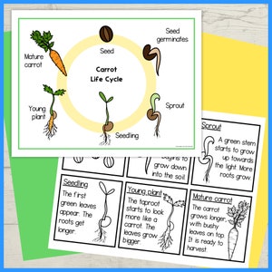 Life Cycle of a Carrot Plant Foldable Cut and Paste Sequencing Activity ...