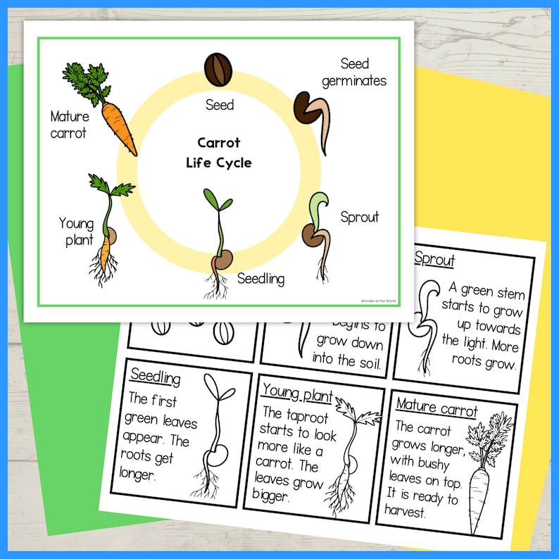 Life Cycle of a Carrot Plant Foldable Cut and Paste Sequencing Activity ...