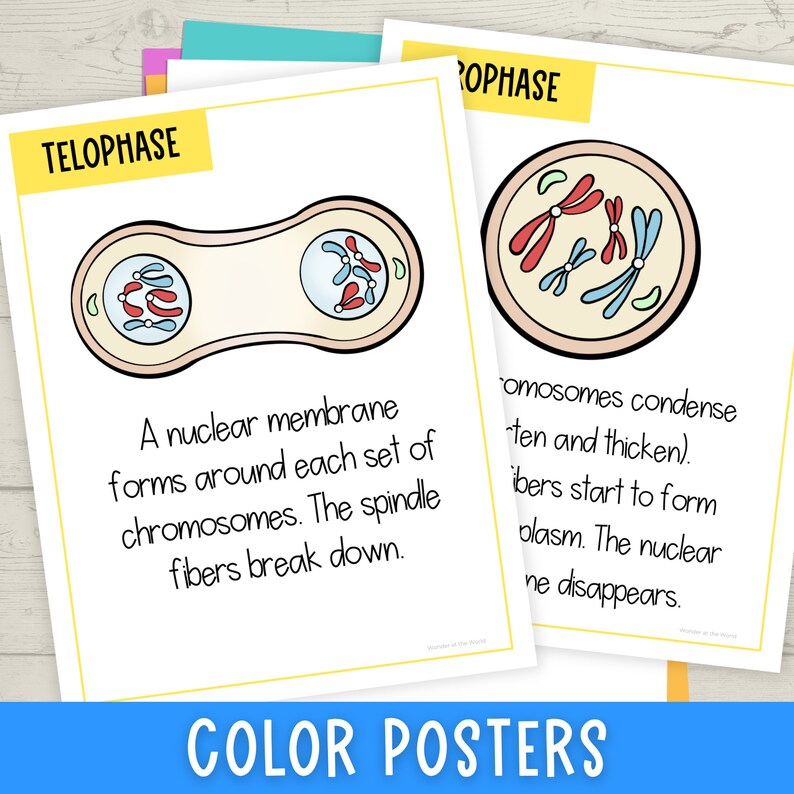 Mitosis Cell Division Foldable Cut and Paste Science Activity and Printable Worksheets Posters ...