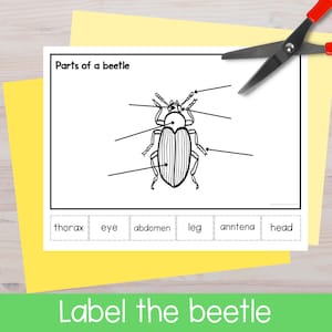 Life Cycle of a Darkling Beetle Mealworm Insect Cut & Paste Sequencing ...