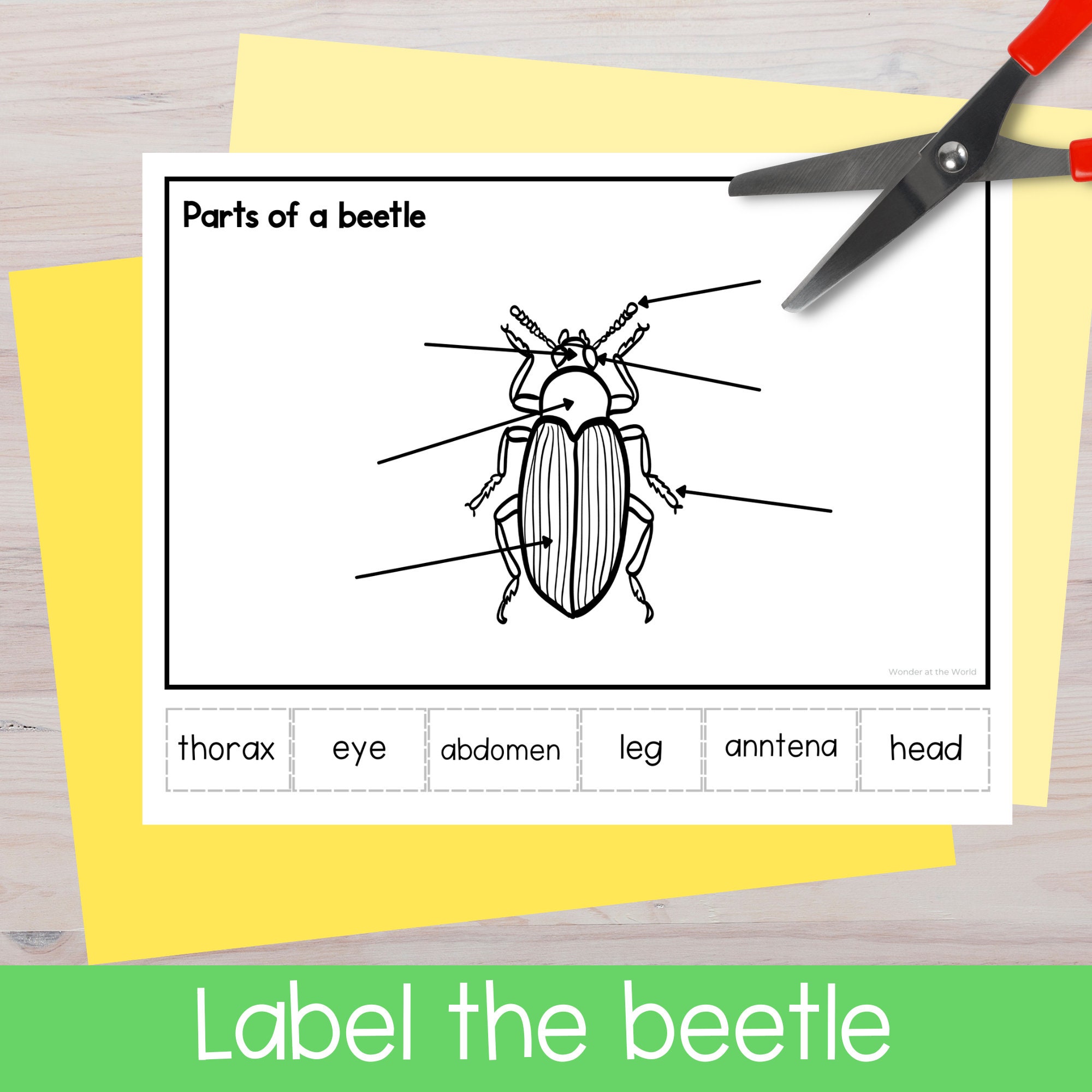 Life Cycle of a Darkling Beetle Mealworm Insect Cut & Paste Sequencing ...