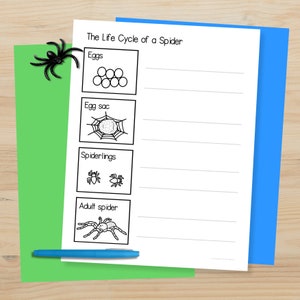 Life Cycle of a Spider Sequencing Science Crafts and Worksheets for ...