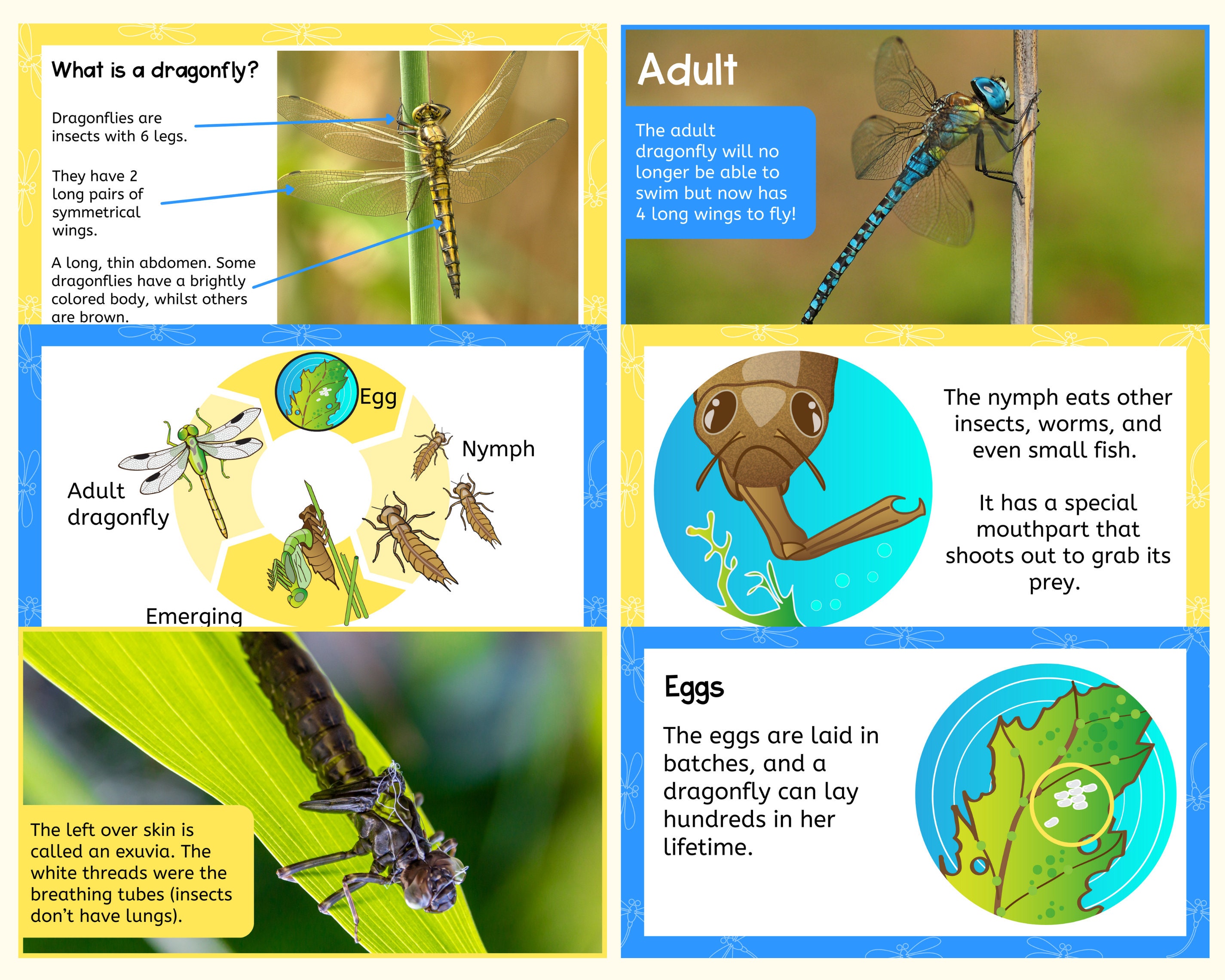 Insect Life Cycles Google Slides Presentation Lessons for Butterfly ...