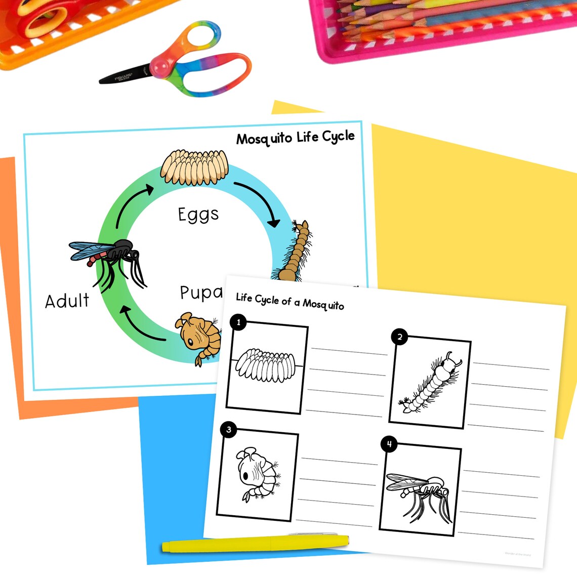 Life Cycle of a Mosquito Insect Foldable Sequencing Activity Cut and ...