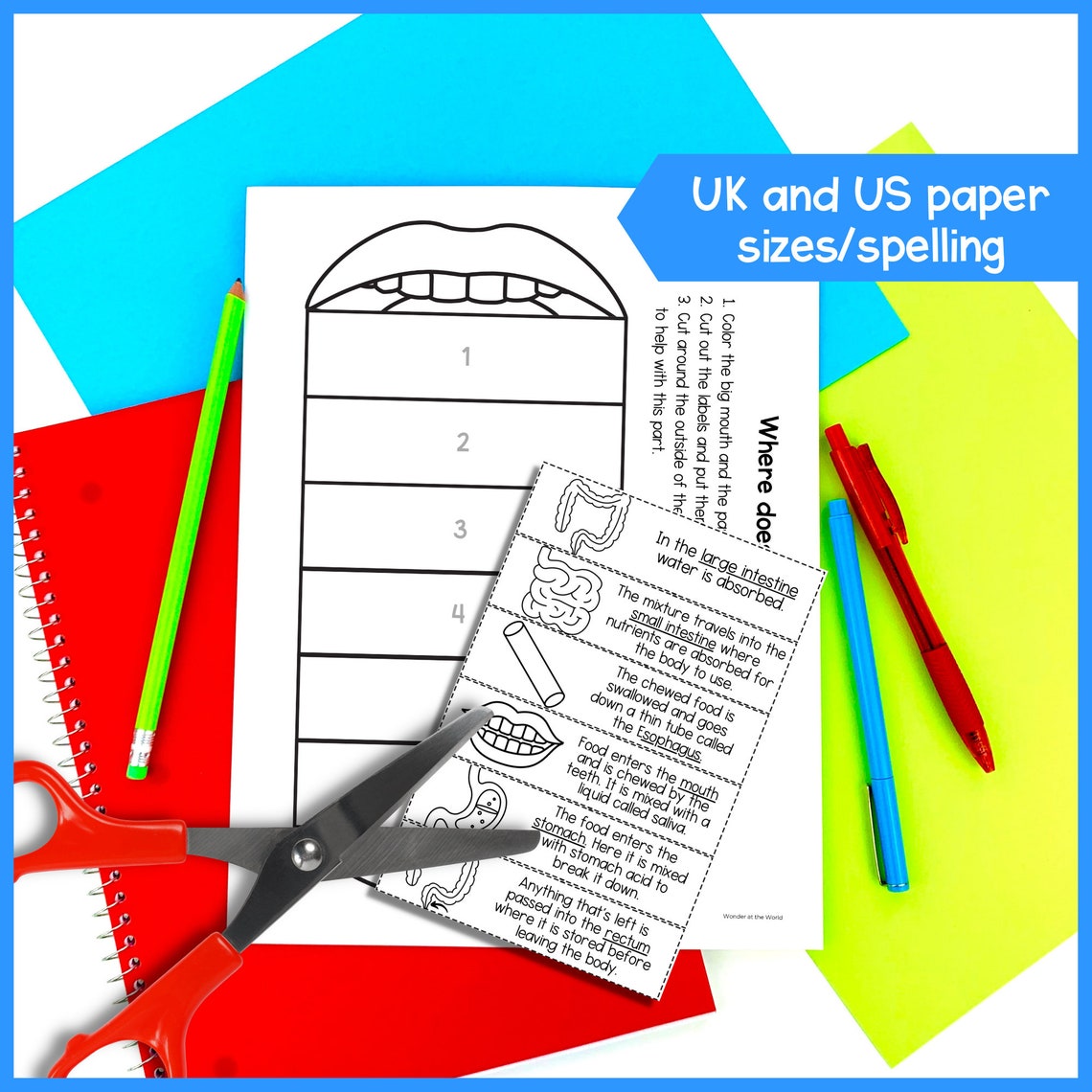 Human Body Digestive System Foldable Sequencing Activities for Kids ...