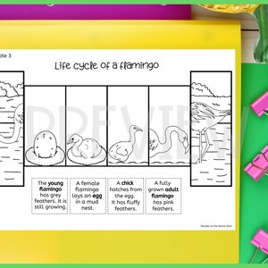 Life Cycle of a Flamingo Foldable Kids' Craft A4 and | Etsy