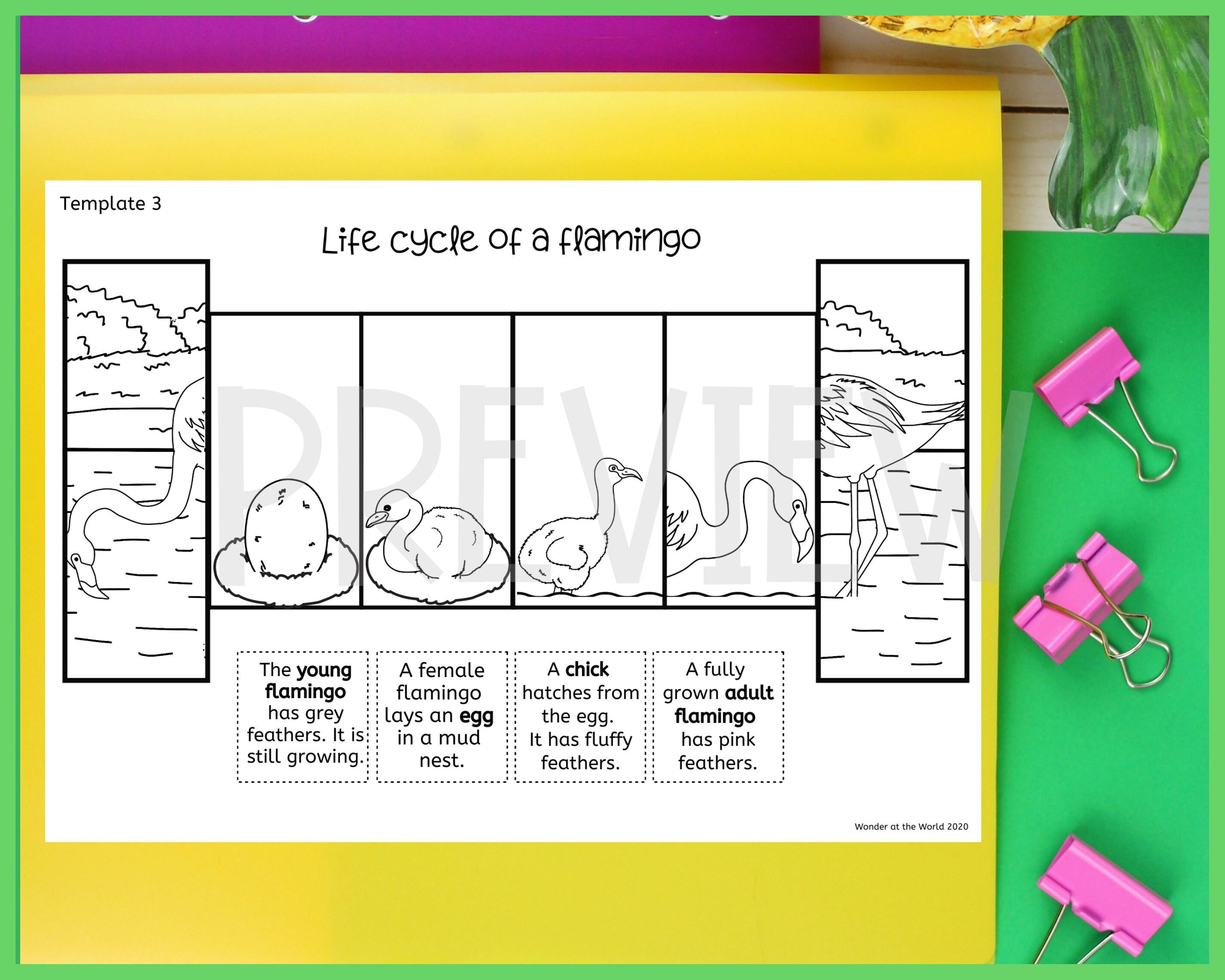 Life Cycle of a Flamingo Foldable Kids' Craft A4 and | Etsy