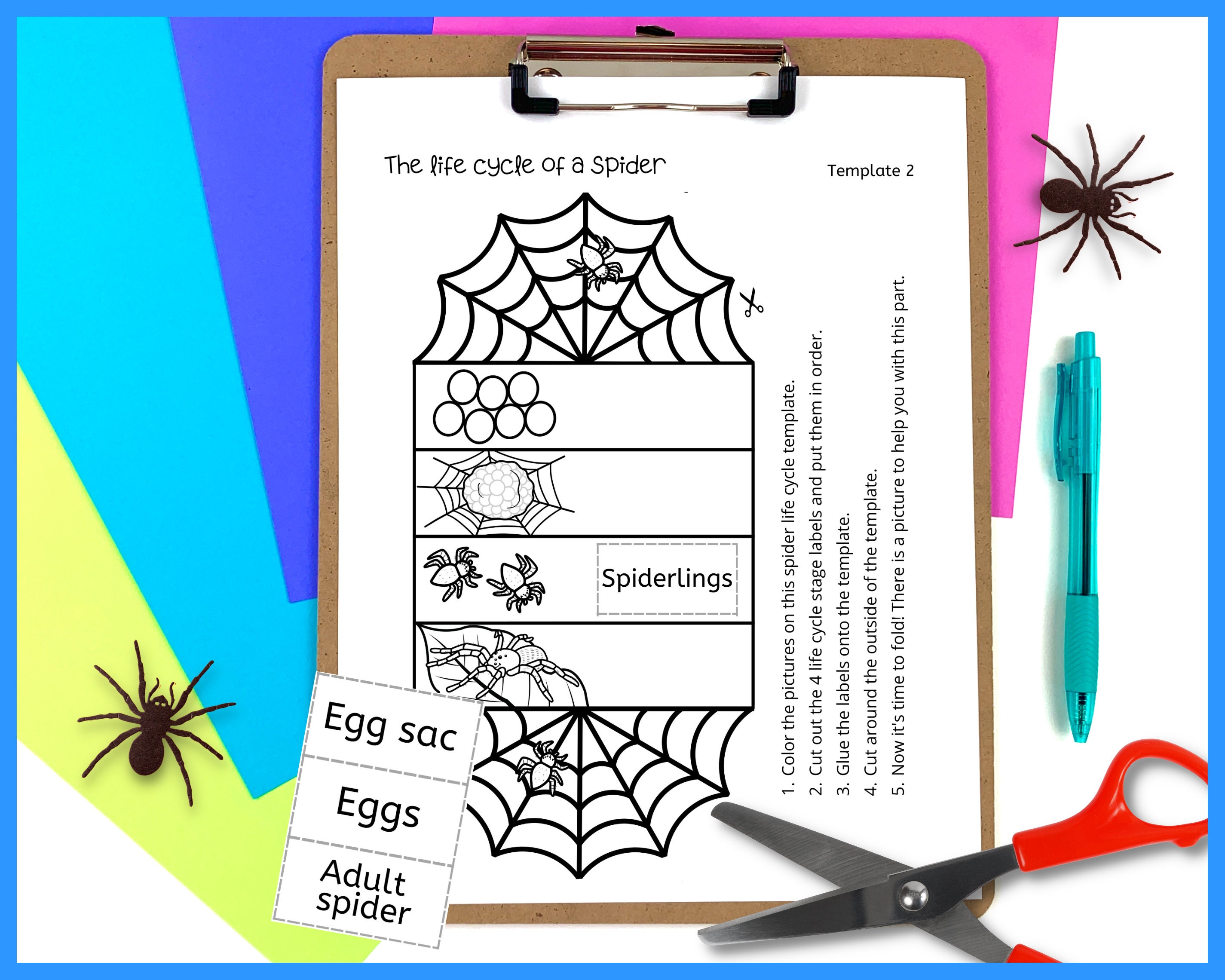 Life Cycle of a Spider Foldable Kids' Craft A4 and - Etsy UK