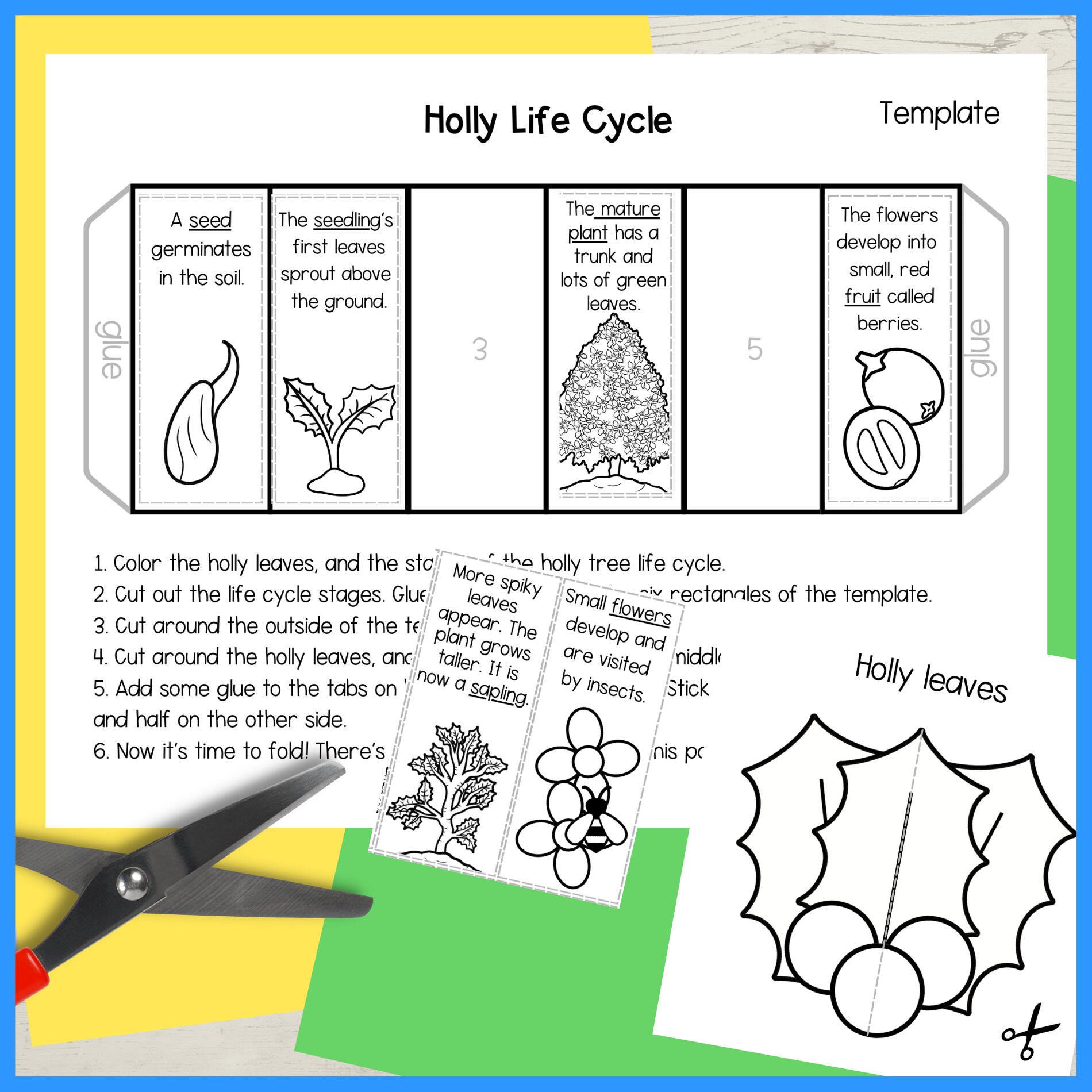 Life Cycle of a Holly Tree Foldable Sequencing Activity Christmas ...